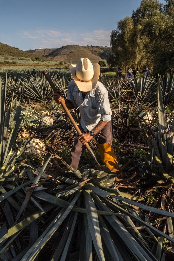 Peasant Cutting Agave with an Ax Editorial Stock Photo - Image of ...