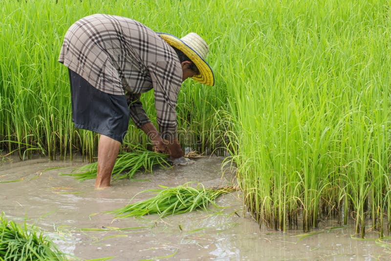 Peasantry, Farmers editorial photography. Image of life - 59287262