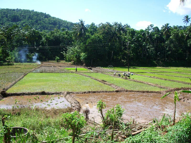 Peasants Work on Rice Fields in the Open Air Stock Image - Image of ...