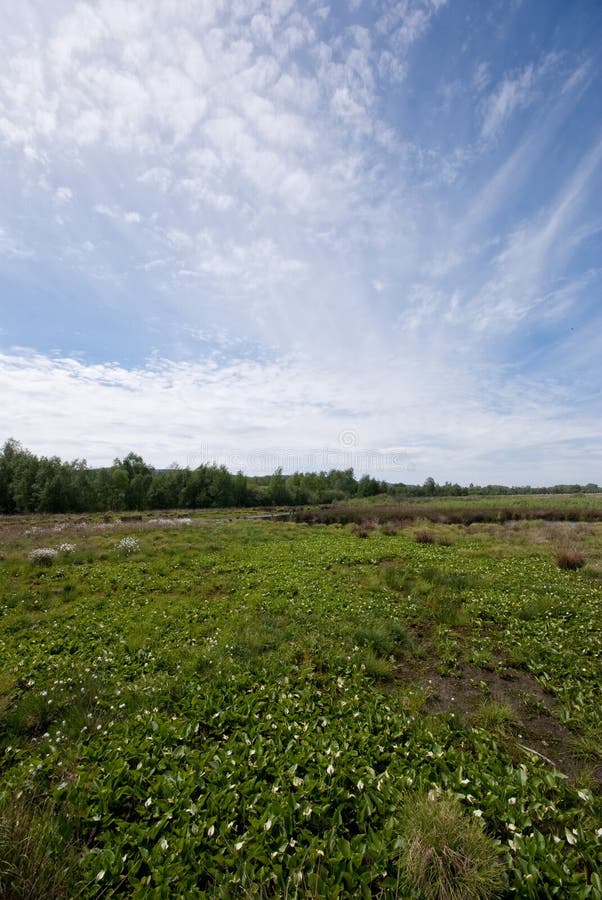 Peat bog stock photo. Image of protection, germany, westphalia - 24925168
