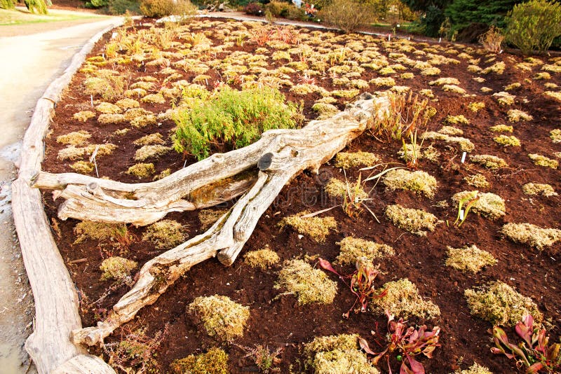 Peat-bog stock image. Image of colorful, beauty, amphibian - 39031459