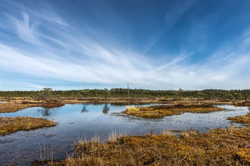 Peat bog, Estonia stock photo. Image of exploited, journey - 95632856