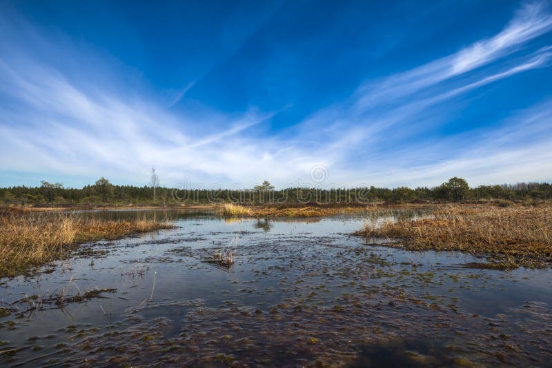 Restoration of Bog Ecosystem Stock Image - Image of green, country ...