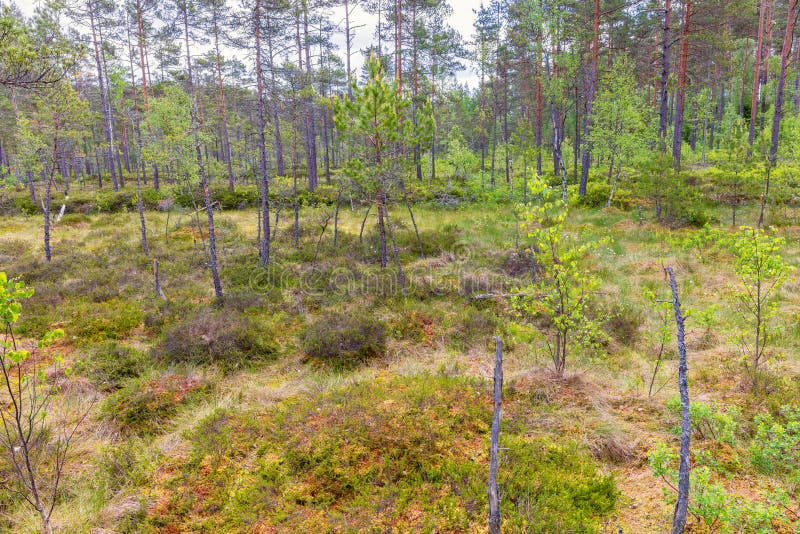 Peat Bog in a Forest with Pine and Birch Trees Stock Photo - Image of ...