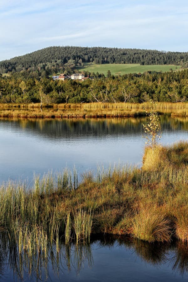 Peat-bog with Grassy and Reed Covered Banks Stock Image - Image of ...