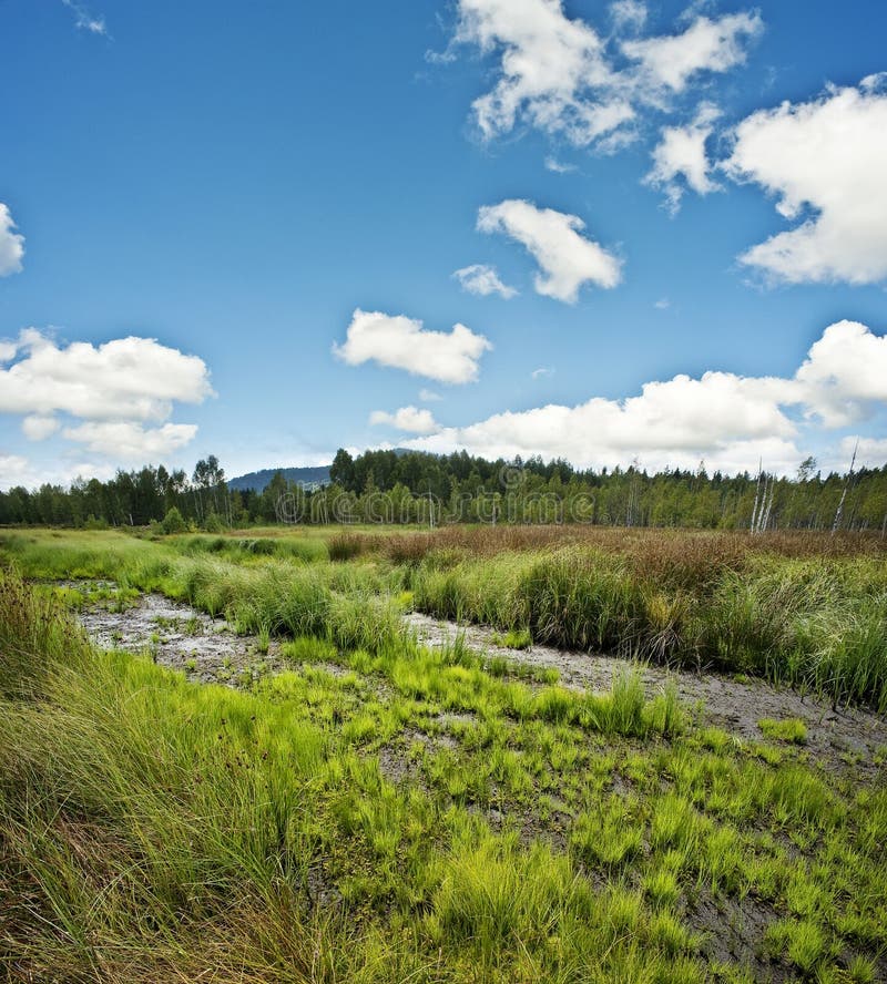 815 Peat Bog Land Stock Photos - Free & Royalty-Free Stock Photos from ...