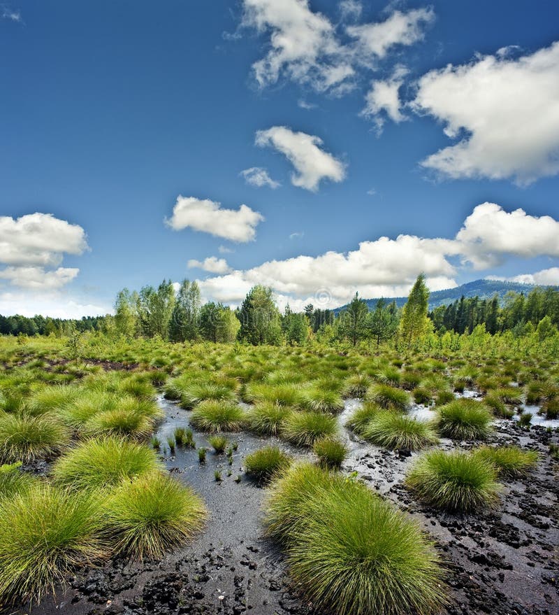 Peat Bog Landscape - the National Park Sumava Eur Stock Image - Image ...