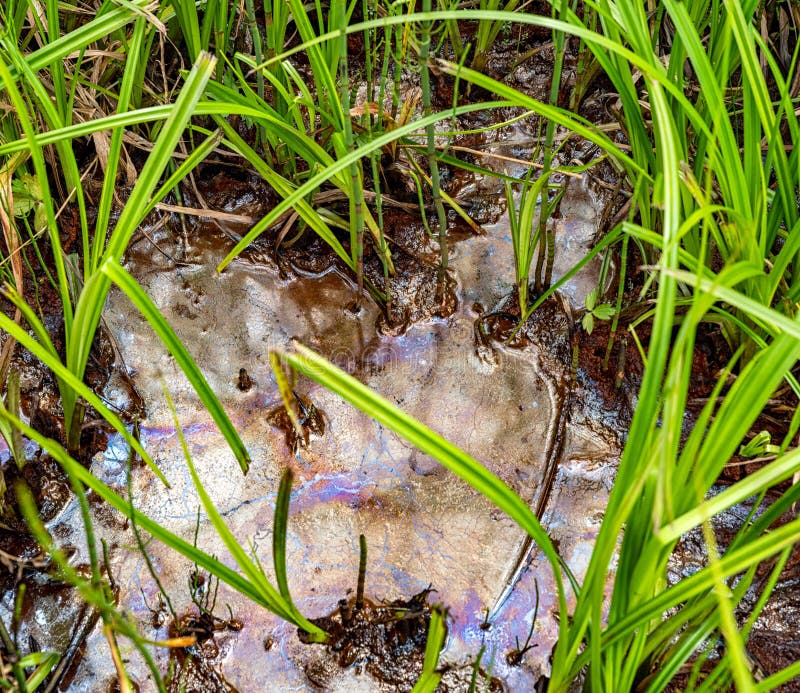 Wetland, Bog, Nature, Ecosystem Picture. Image: 112121044