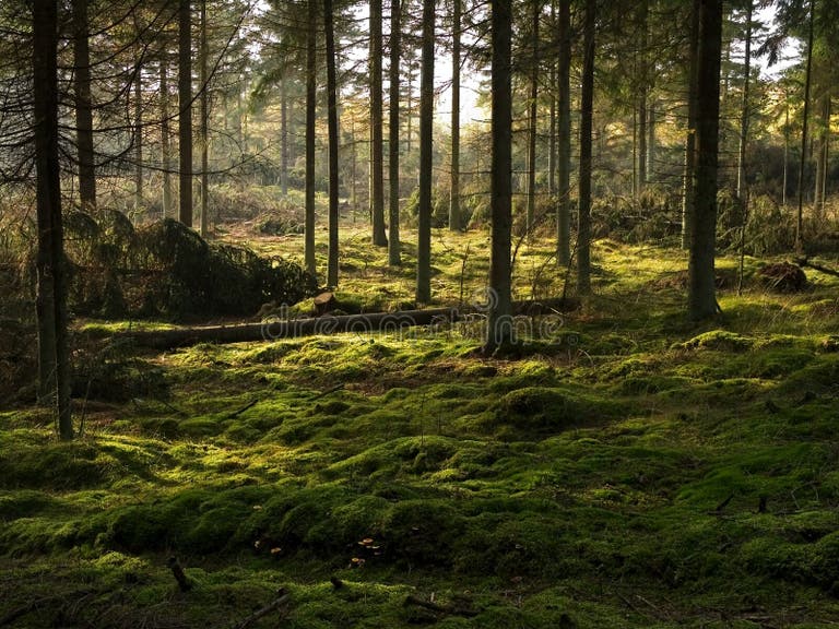 The Peat Covered Spruce Forest Bed Stock Photo - Image of forest, green ...