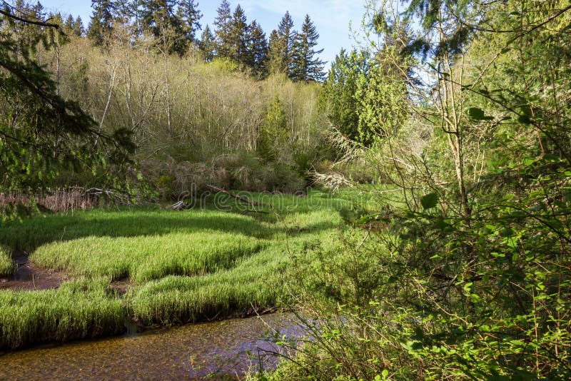 Peat and Grass Growing in Stream Stock Image - Image of outdoors ...