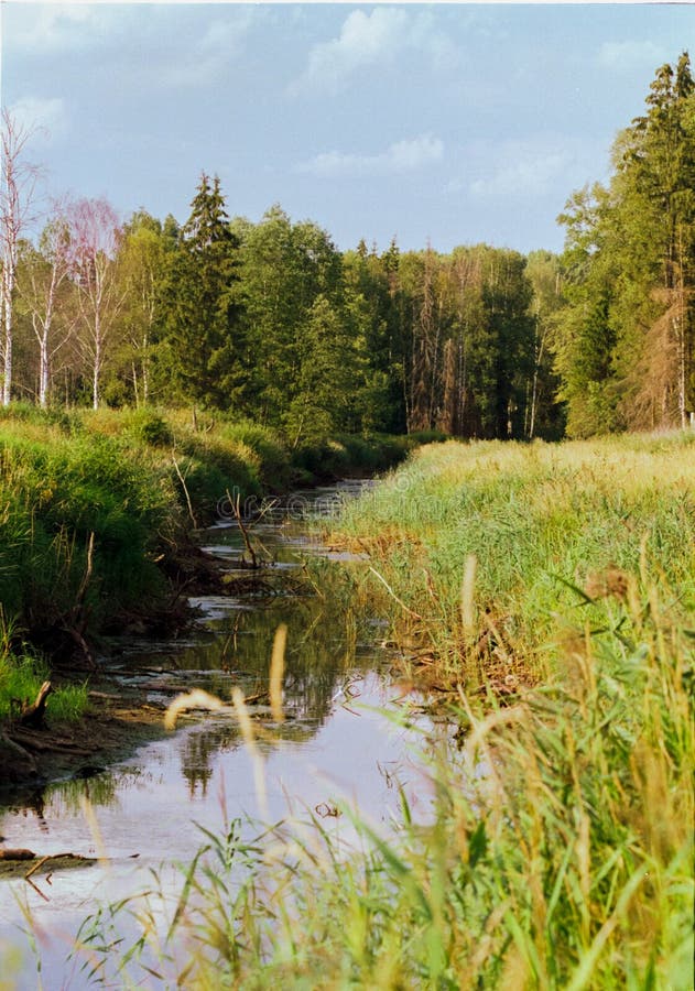 Peat the River and the Forest Stock Photo - Image of forest, shot ...
