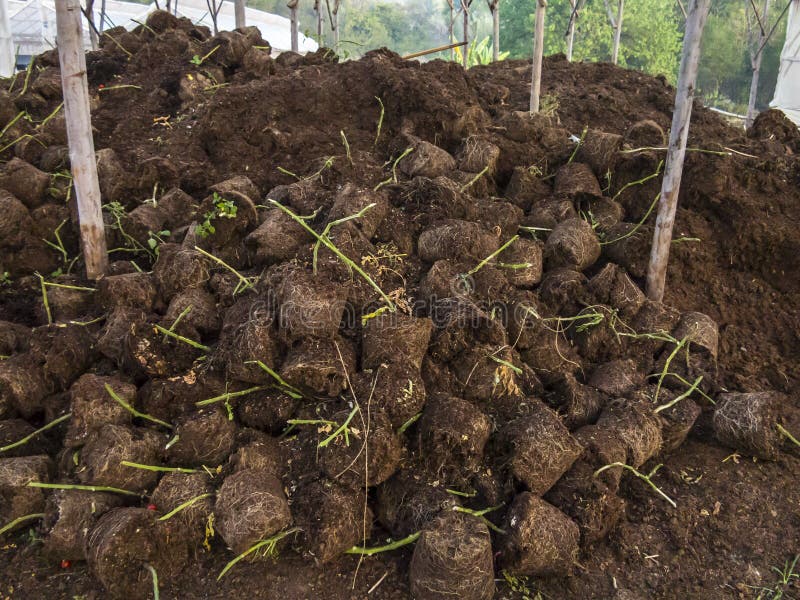 Peat soil stock photo. Image of moss, humus, growing - 21729044
