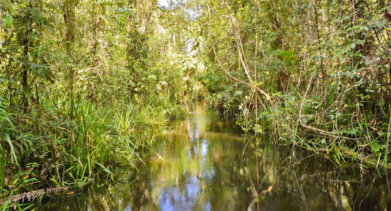 Peat swamp forest stock photo. Image of marsh, green - 23206954