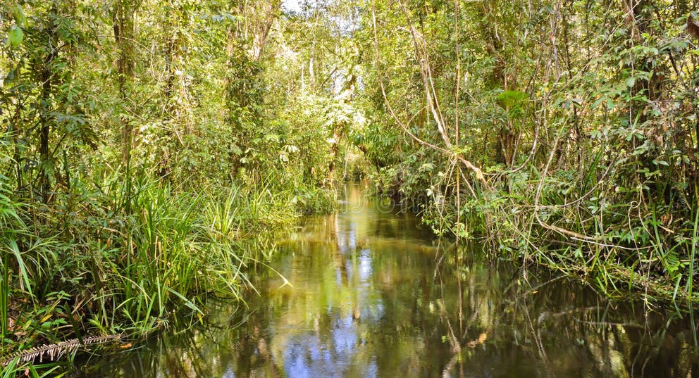 Peat swamp forest stock photo. Image of marsh, green - 23206954