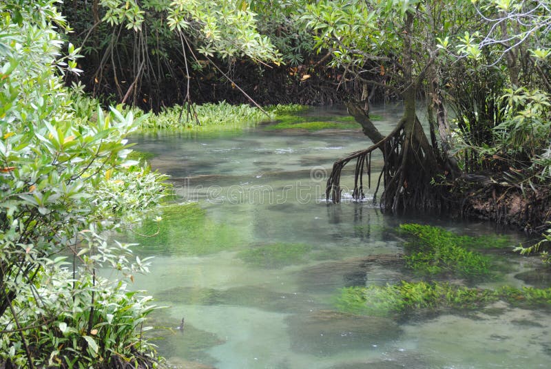 Peat swamp forest stock image. Image of fresh, water - 65413631
