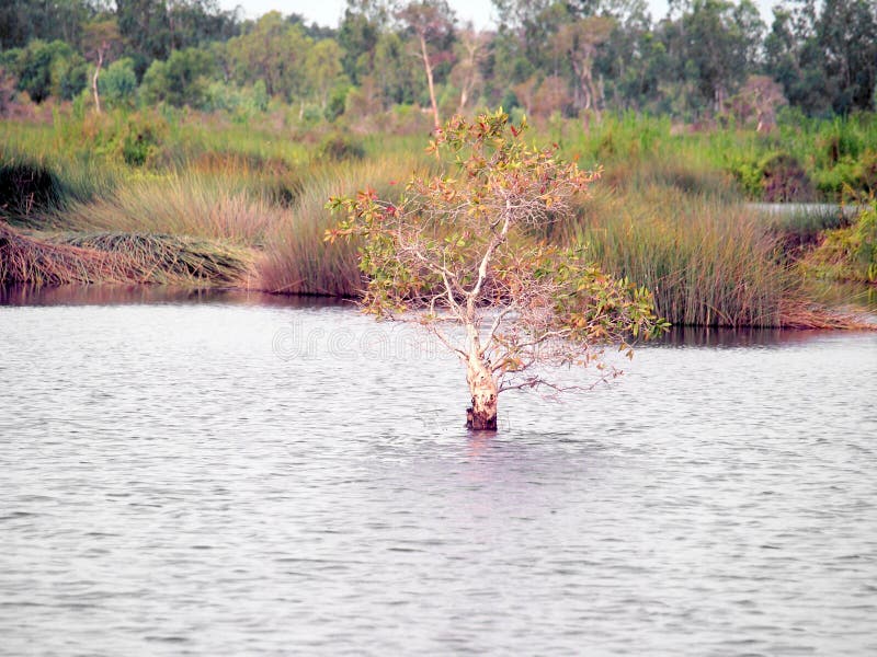 Peat swamp forest stock image. Image of marsh, swamp - 56034621