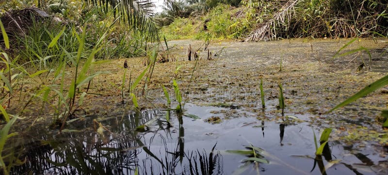 515 Peat Swamp Forest Reflection Photos - Free & Royalty-Free Stock ...
