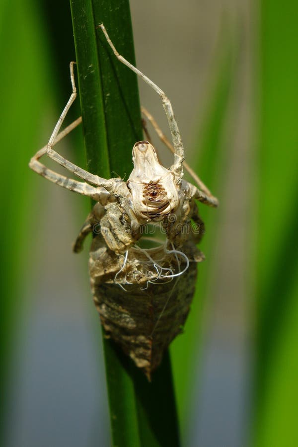 Insecte sur la peau photo stock. Image du saison, insecte - 27408866