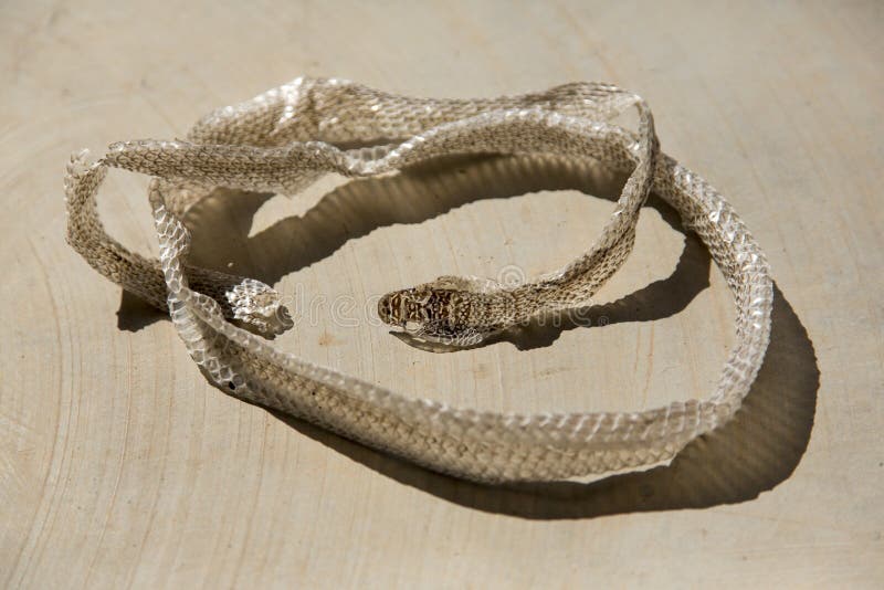 Peau De Serpent Mue De Serpent Photos Stock - Téléchargez 186 Photos ...