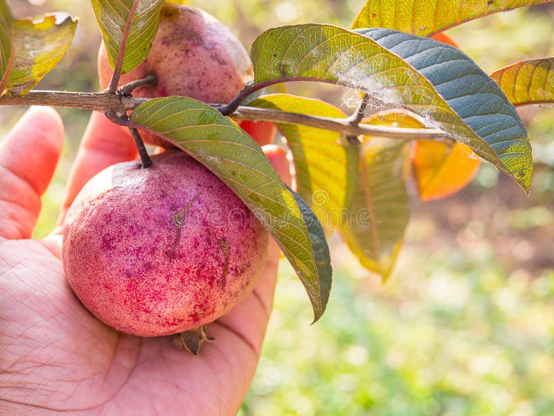 Rouge juteux de goyave photo stock. Image du goyave, asie - 7459056
