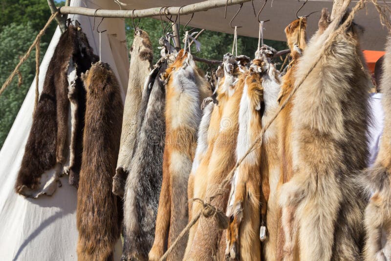 Peaux De Coup D'animaux De Fourrure Sur La Corde Image stock - Image du ... Peaux De Coup D'animaux De Fourrure Sur La Corde Image stock - Image du ...
