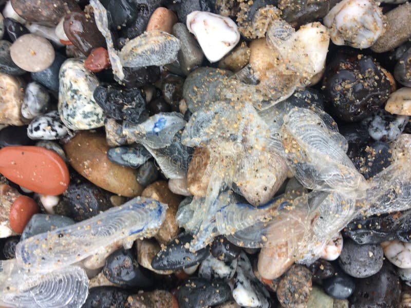 Pebble beach close up. stock photo. Image of shore, black - 116221312