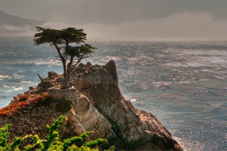 Pebble Beach Lone Tree stock image. Image of monterey - 23564777