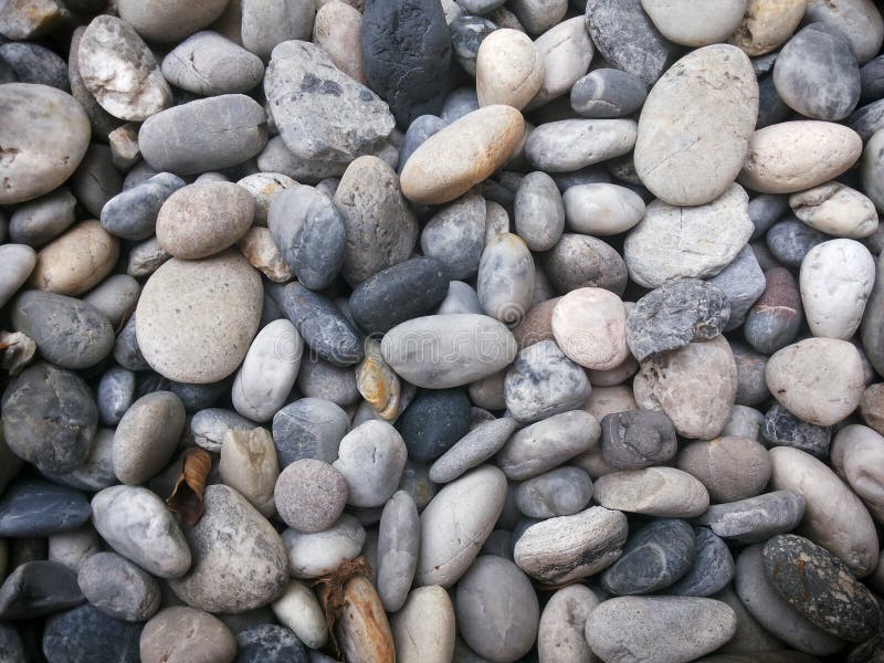 Seashell on White Pebble Seashore Beach Background Stock Image - Image ...