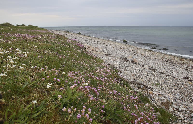 Pebble Beach at Samso Island, Denmark, Europe Stock Photo - Image of ...