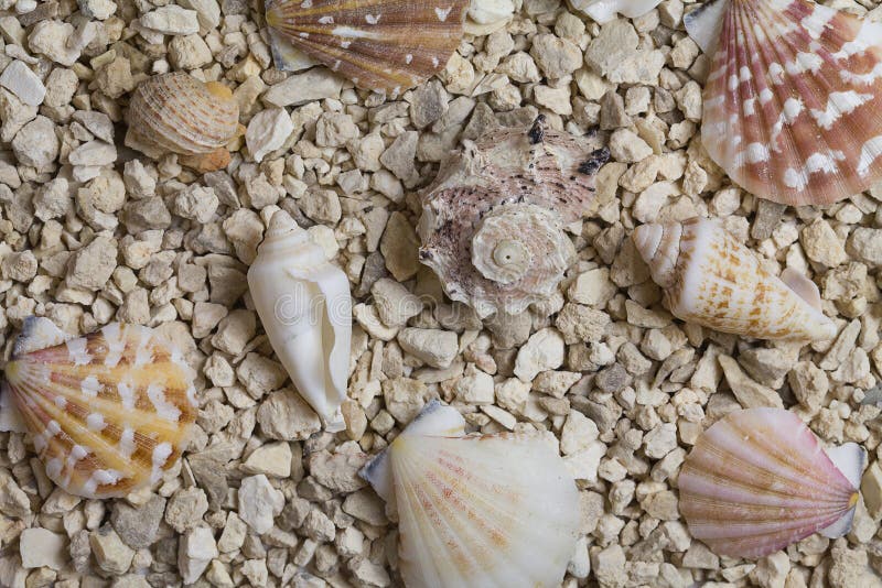 2,897 Pebble Beach Shells Background Stock Photos - Free & Royalty-Free ...