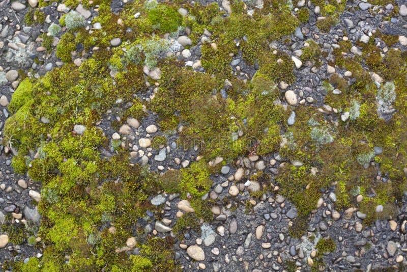 Pebble Inlay in Concrete with Moss Stock Image - Image of moss, nature ...