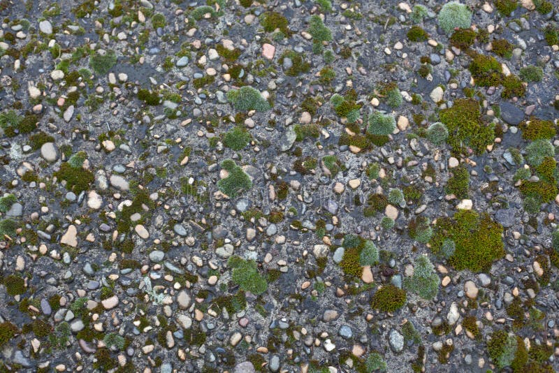 Pebble Inlay in Concrete with Moss Stock Image - Image of plant, ground ...