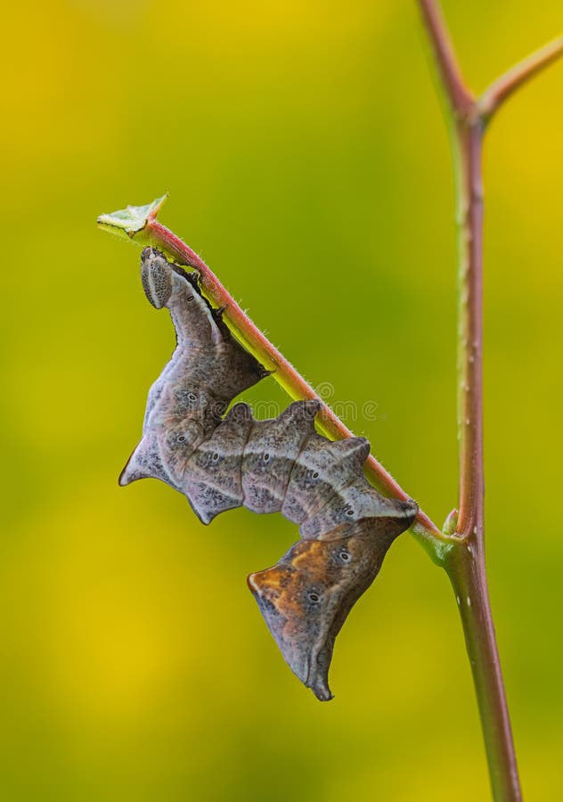 The Pebble Prominent Caterpillar Posing Stock Image - Image of colorful ...