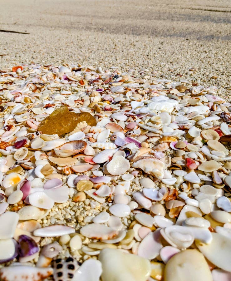 Pebble and Seashells are Washed To the Beach of Lakshadweep Stock Image ...