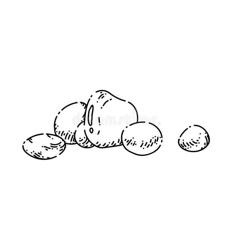 Pebble Sketch Hand Drawn Vector Stock Illustration - Illustration of ...
