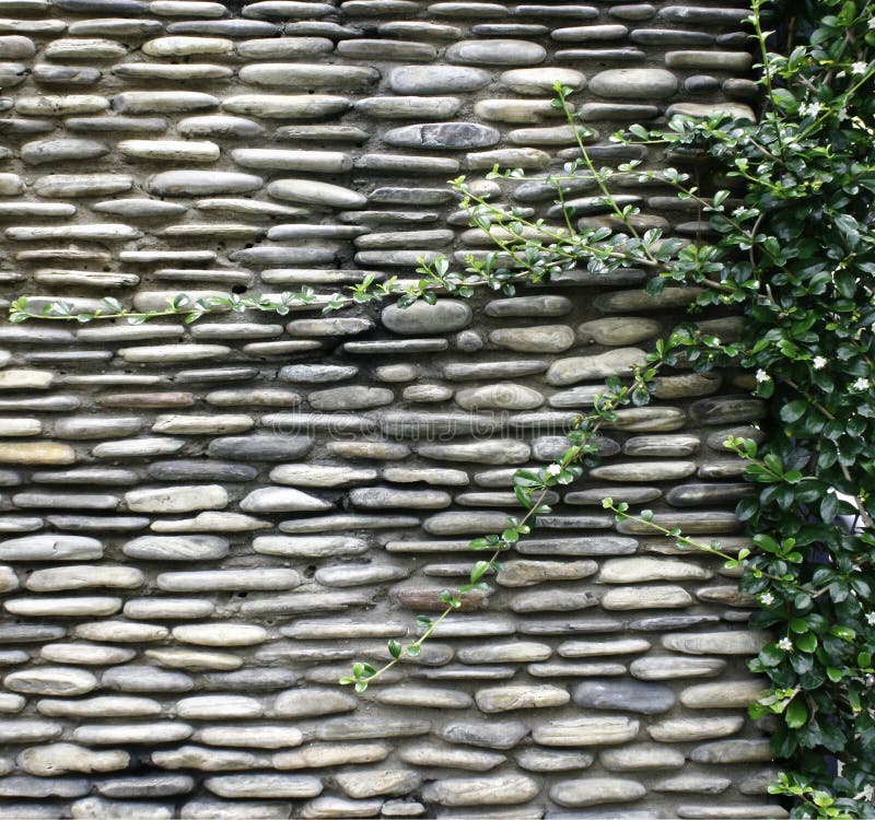 Pebble Stone Wall with Leaves Stock Photo - Image of frame, build: 55732018