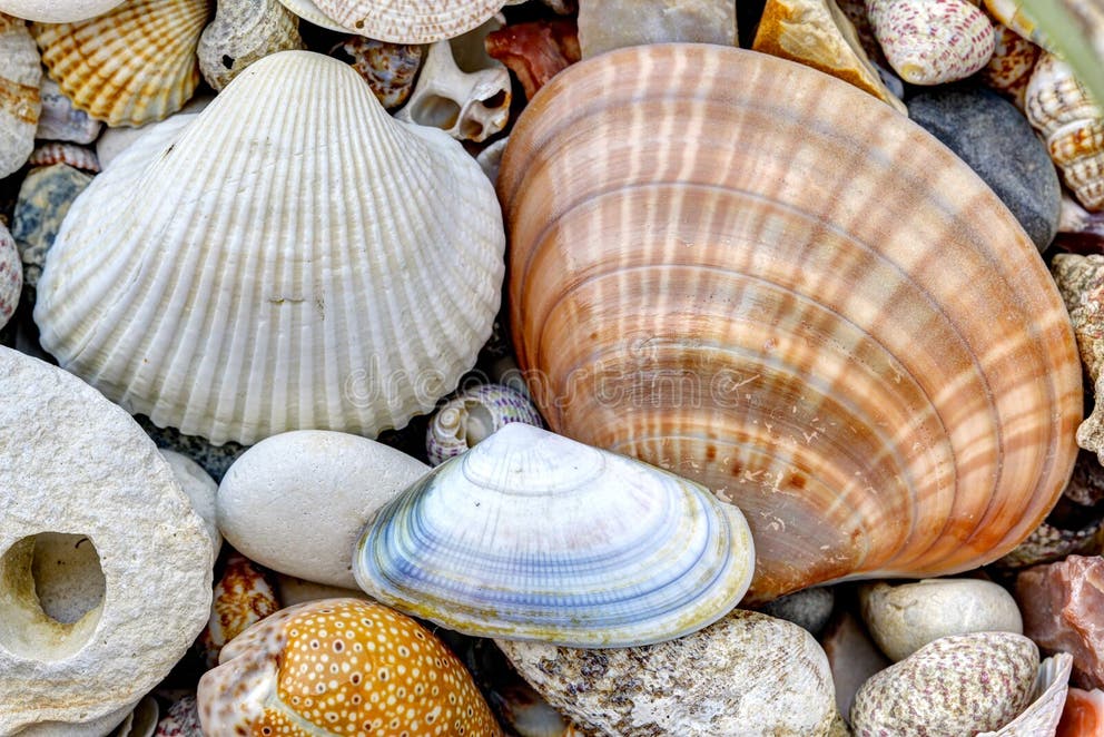 Pebble Stones and Scallops and Shells Stock Photo - Image of closeup ...