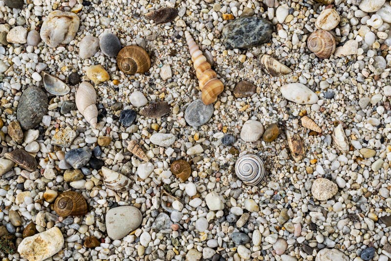 Pebbles on Beach with Shells Stock Image - Image of pebble, color: 69904637