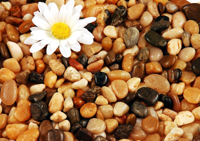 Pebbles and flower stock image. Image of beach, shiny - 7509921