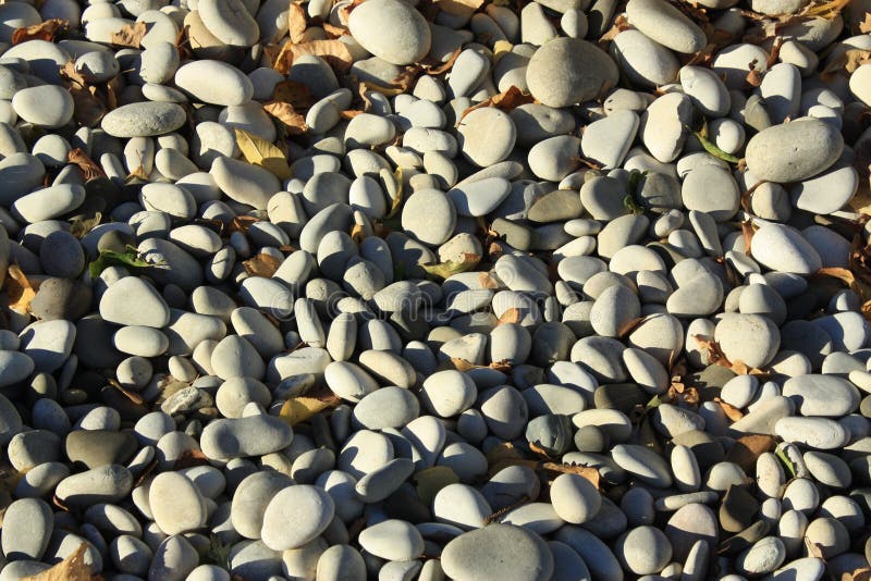 Pebbles with leaves stock photo. Image of small, beach - 60383832