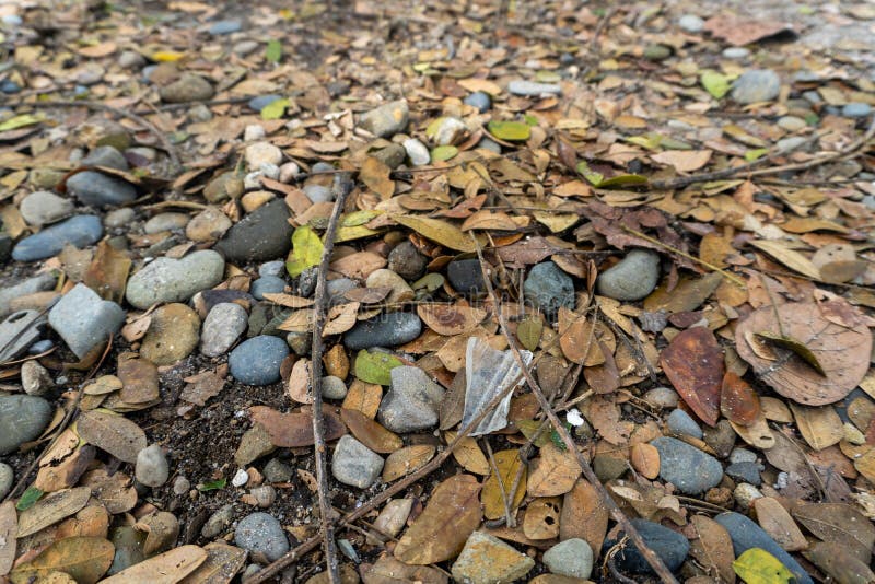 Pebbles and Leaves Scattered on the Ground in a City Park Stock Image ...