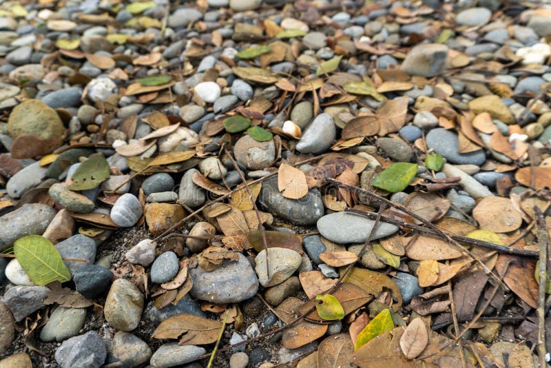 Pebbles and Leaves Scattered on the Ground in a City Park Stock Image ...