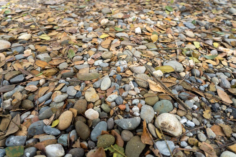 Pebbles and Leaves Scattered on the Ground in a City Park Stock Photo ...