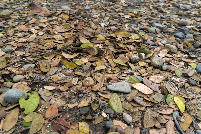 Pebbles and Leaves Scattered on the Ground in a City Park Stock Image ...