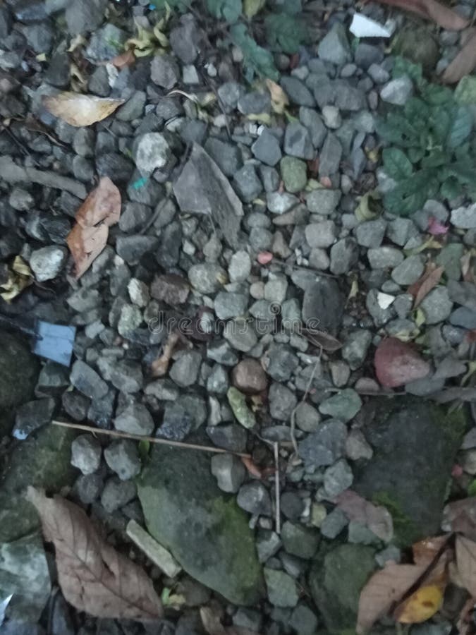 Pebbles and Leaves Scattered in the Yard are Very Beautiful Stock Photo ...