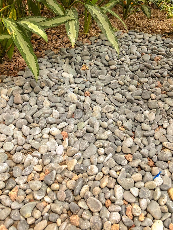 Pebbles and Plants in Rockery Stock Photo - Image of flower ...