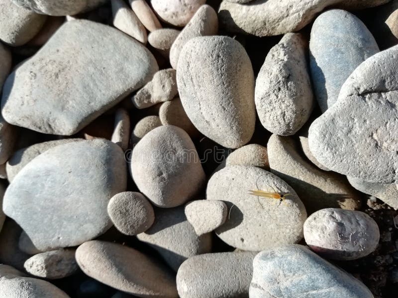 Pebbles, Rock Insect, Sun , Rocky Breach Stock Image - Image of insect ...