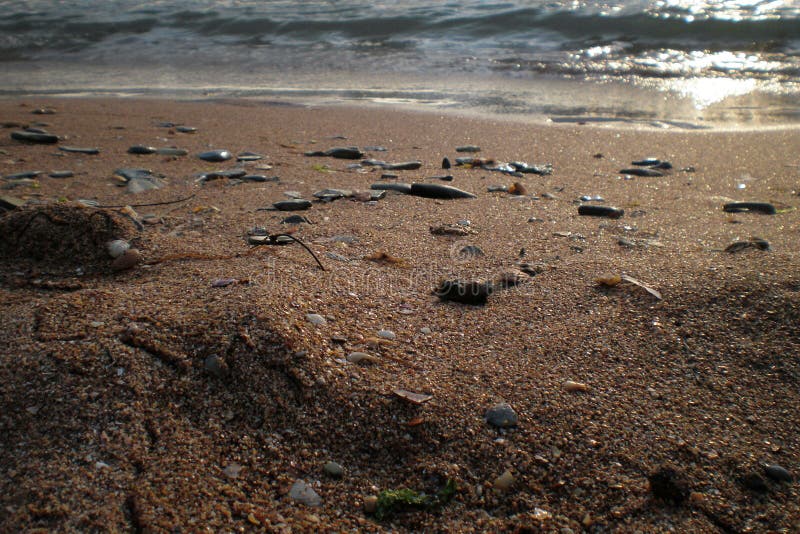 Pebbles in the Sand on the Beach Stock Image - Image of fresh, black ...