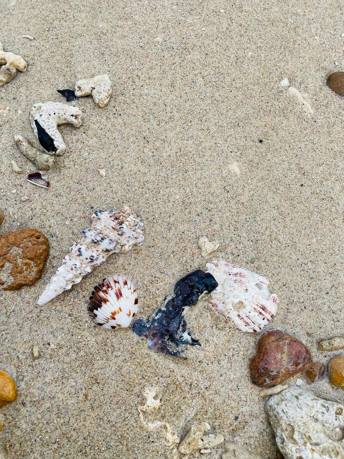 Pebbles and Sea Snails on the Beach Stock Photo - Image of coral ...