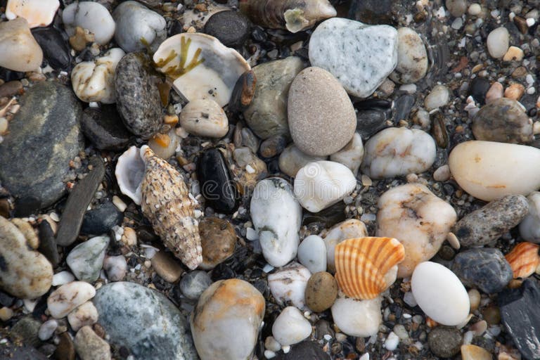 Pebbles and Shell on the Shore in the Beach Stock Photo - Image of ...